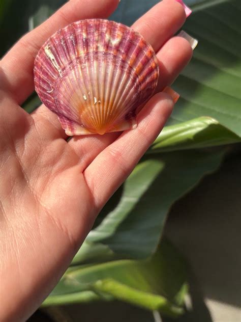 Small Shell Clip Etsy