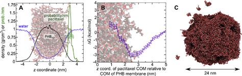 Computer Simulations Of Phb E Paclitaxel Interaction And Nanoparticle Download Scientific