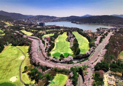 벚꽃 성지 경주보문단지 벚꽃 만개…상춘객 유혹 노컷뉴스