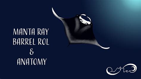 Manta Ray Anatomy 7 Bizarre Facts You Wont Believe Are True
