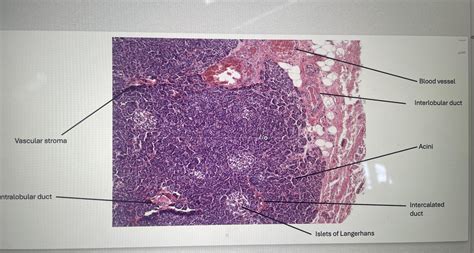 Duct System Of Pancreas Histology