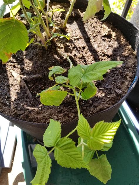Why Are My Raspberry Leaves Dying Rgardening