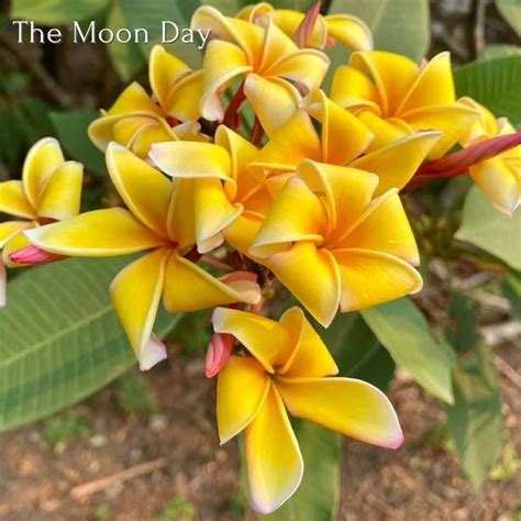 CÂy GiỐng Hoa Champa Hoa SỨ ĐẠi The Moon Day NhẬp KhẨu Công Ty Tnhh Trúc Vũ Farm