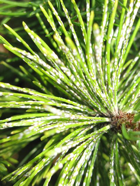 Scale Insects On Shade Trees And Shrubs