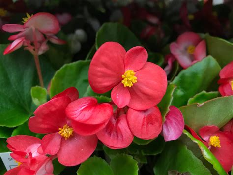 Everything You Need To Know About Caring For The Wax Begonia Plant