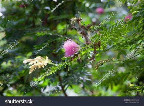 Pink Powder Puff Tree Characteristics At Milla Levi Blog