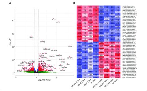 Bulk Rnaseq Analysis Of The Effect Of Flow Compared To Static