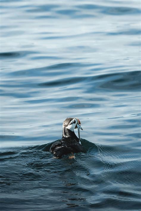 대서양 퍼핀 · 무료 스톡 사진