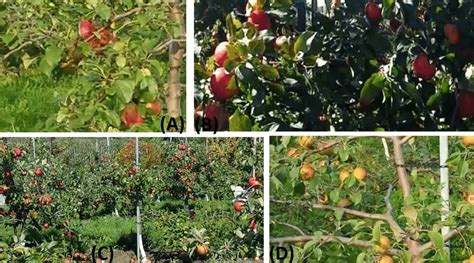 Some Challenges Encountered By An Image Based Automated Apple Download Scientific Diagram