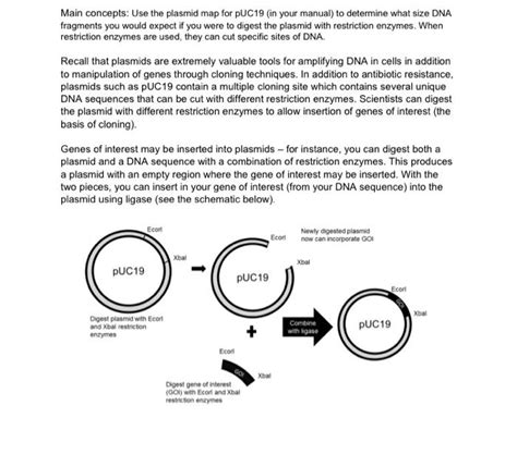Solved Main Concepts Use The Plasmid Map For PUC19 In Your Chegg Com