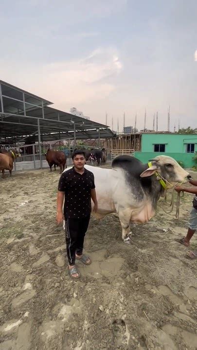 কোরবানির গরু Cow Goru গরু কোরবানীর গরু গরুর হাট ব্রাহামা গরু Youtube