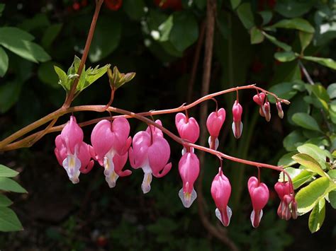 フリー植物素材 草花 タイツリソウ ヤエ素材