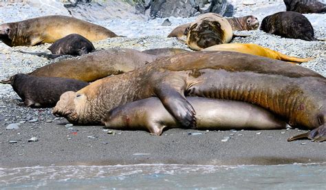 Elephant Seals Eating