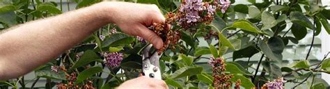 Обрезка сирени после цветения