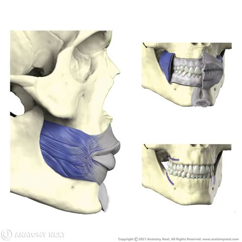 Buccinator Encyclopedia Anatomy App Learn Anatomy 3d Models Articles And Quizzes
