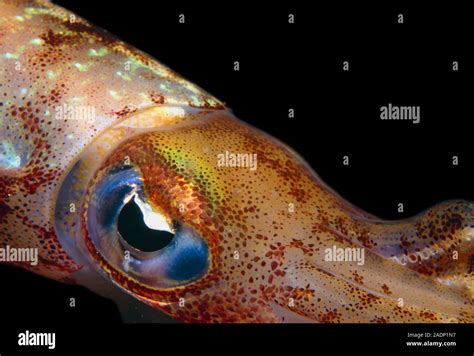 Squid Close Up Of A Squids Eye The Skin On A Squid Is Covered With