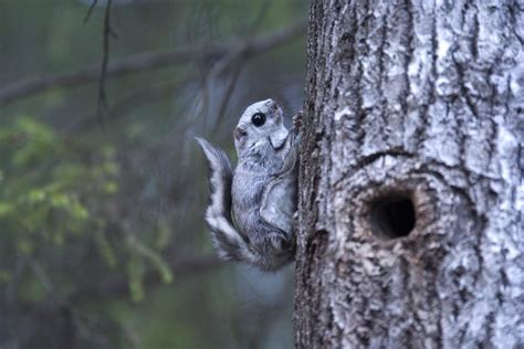 Siberian Flying Squirrel Habitat