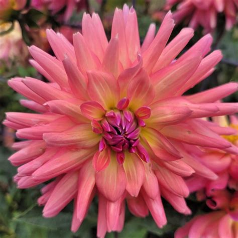 Dahlia Maui Bluebird Springs Farm