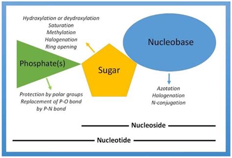 Platinum Nucleostide Compounds As Possible Antimetabolites For