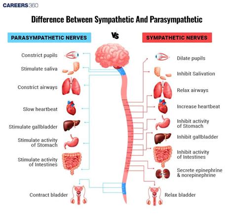Difference Between Sympathetic And Parasympathetic Nervous System Overview Function