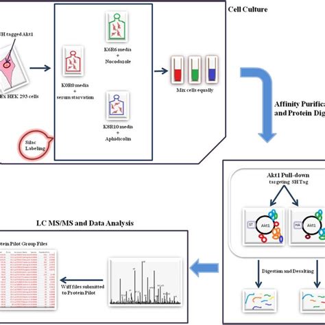 Depiction Of Workflow Integral To Delineating Akt1 Interactome During
