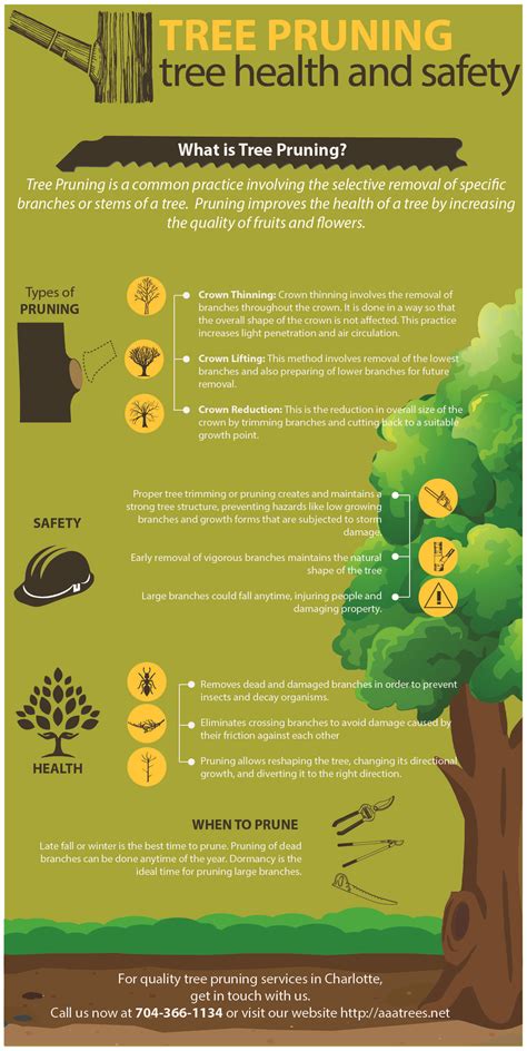 Tree Pruning Tree Health And Safety Tree Pruning Is Common Practice Involving The Selective