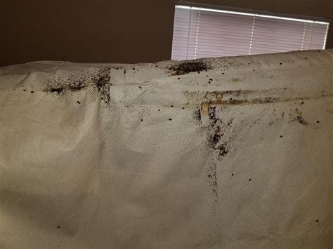 Awful Bed Bug Infestation Roddlyterrifying