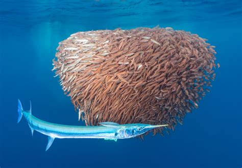 Grouping In Linq With Methods Visual Studio Magazine