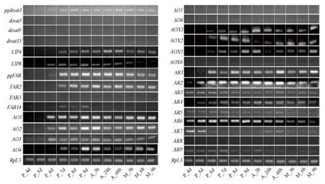 Figure 1 From Exploring The Terminal Pathway Of Sex Pheromone Biosynthesis And Metabolism In The