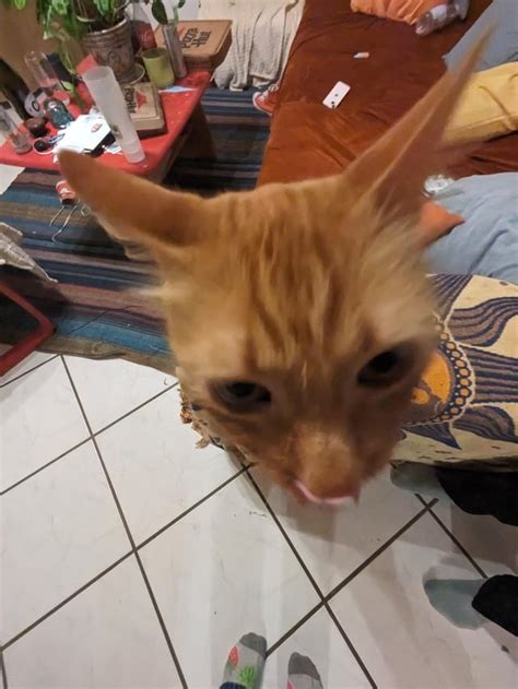 Big Snoot Cannot Compute In 5 Ronebraincellorange