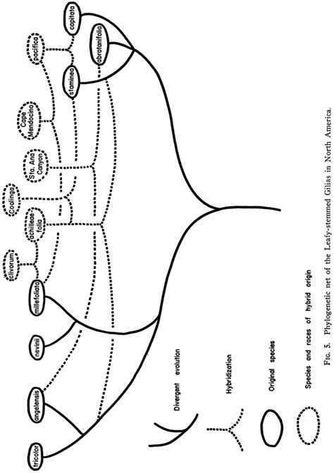 The Genealogical World Of Phylogenetic Networks Phylogenetic Networks 1900 1990