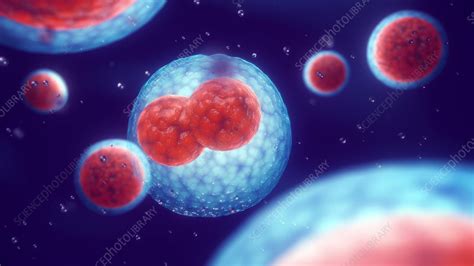 Embryo Cleavage Conceptual Animation Stock Video Clip K0102359 Science Photo Library