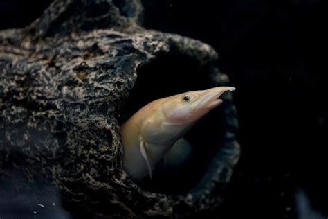 Xanthic Eel Mastacembelus Cf Xanthic The Waterfront Slc