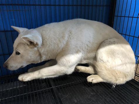 부산광역시 연제구 진도견 암컷 2021년생 30kg 유기견 분양 입양