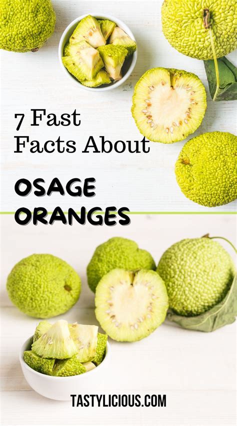7 Fast Facts About Osage Oranges Tastylicious Healthy Juicer