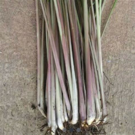 Jual Serai Wangi Serai Merah Shopee Indonesia