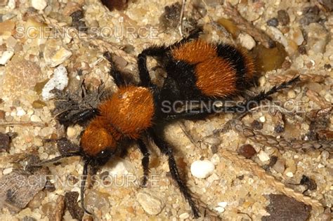 Cow Killer Stock Image Science Source Images