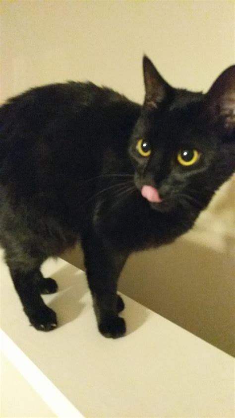 Caught My Kitty Mid Lick Rblackcats