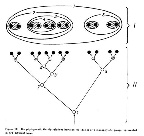 Cladistics Examples