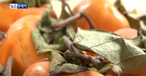 스마트 리빙 집에서 곶감 만드는 방법 外