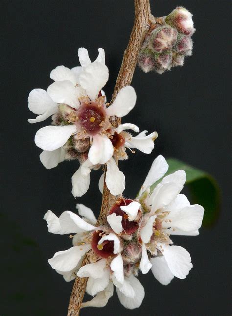Tree Identification Agonis Flexuosa Peppermint Tree