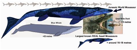 Blue Whale Size Comparison To Dinosaur
