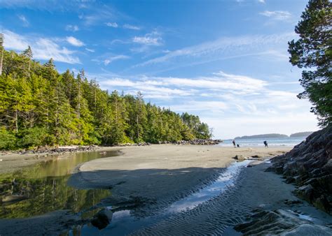 Surf Culture And Old Forest Walks In Tofino Bc Flying Fourchette