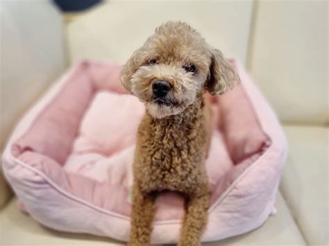 푸들 마루 하이랜드폴드책임분양 애완견책임분양 반려견책임분양 소형견키우는방법 중형견키우는방법 대형견키우는방법 미니비숑프리제키우는