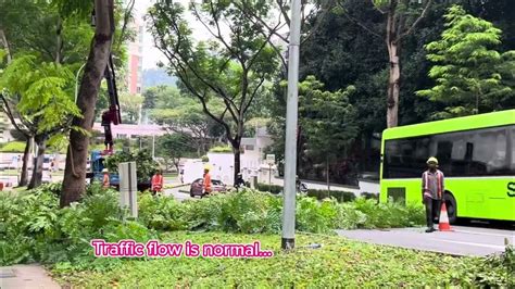 Singapore Tree Pruning Singaporevlog Singaporetamilvlog Singaporetravel Youtube