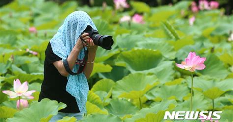 더위 속 카메라에 담아내는 홍연