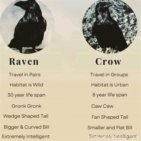 Raven Vs Crow 🥷 Knowledge Ninja