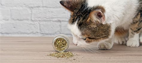 Can Cats Eat Catnip Dos And Donts Of Catnip