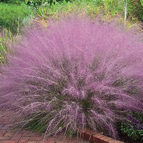 Pink Muhly Grass Cotton Candy Pink Grass Muhly Grass Plants Pink Muhly Grass