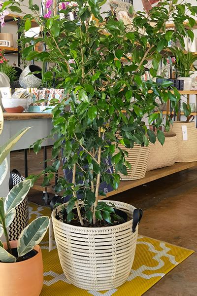 Ficus Benjamina 30cm Plant Elite Nursery